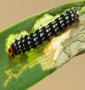 Lily Borers - Gardening Eden